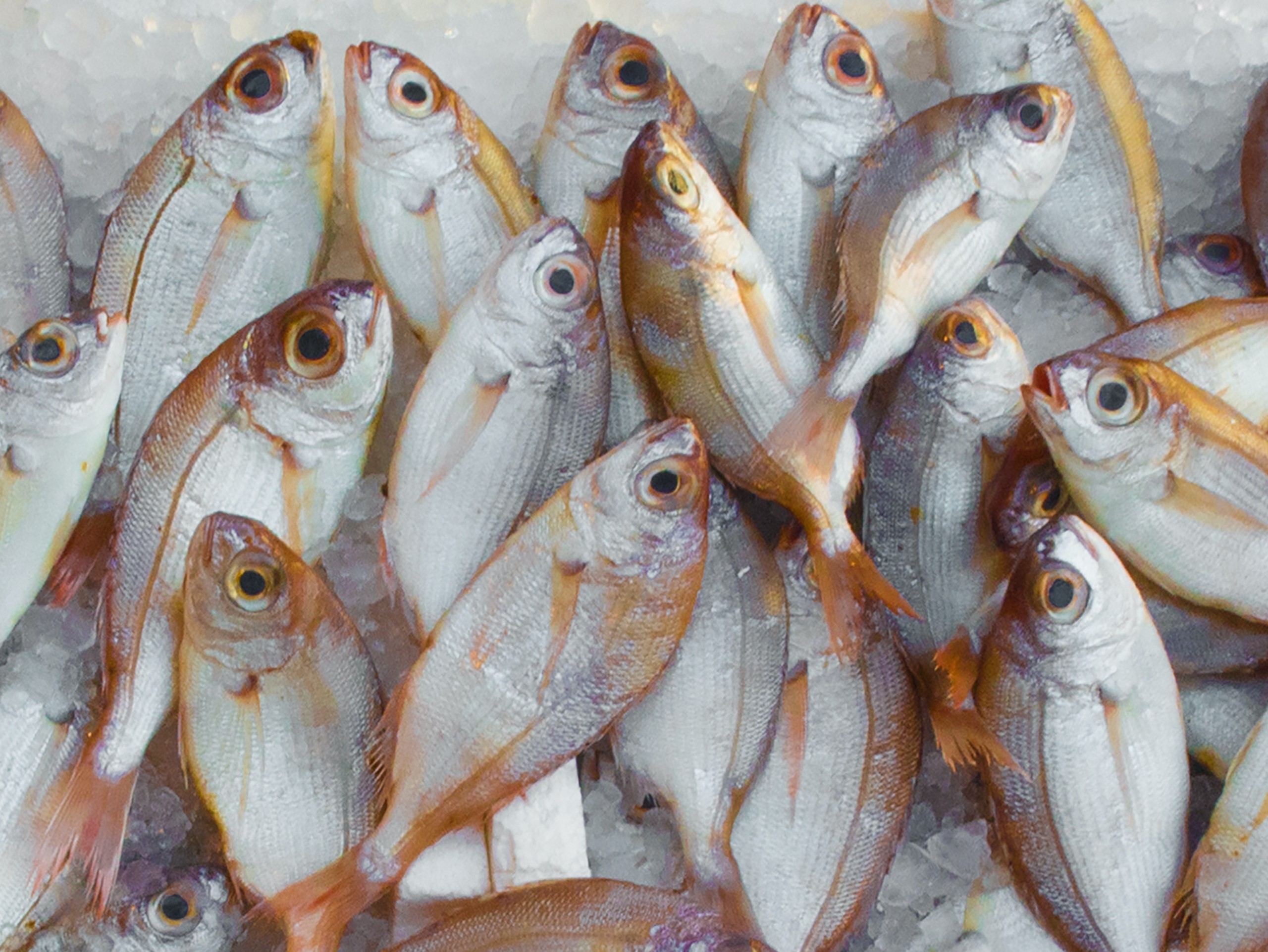 KnowYour.Fish: Our answer to seafood traceability software